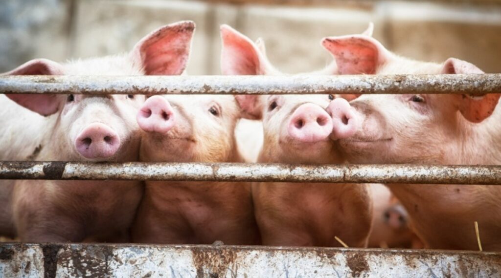 Pig Grunts Reveal Their Emotions - The Tech Tribune