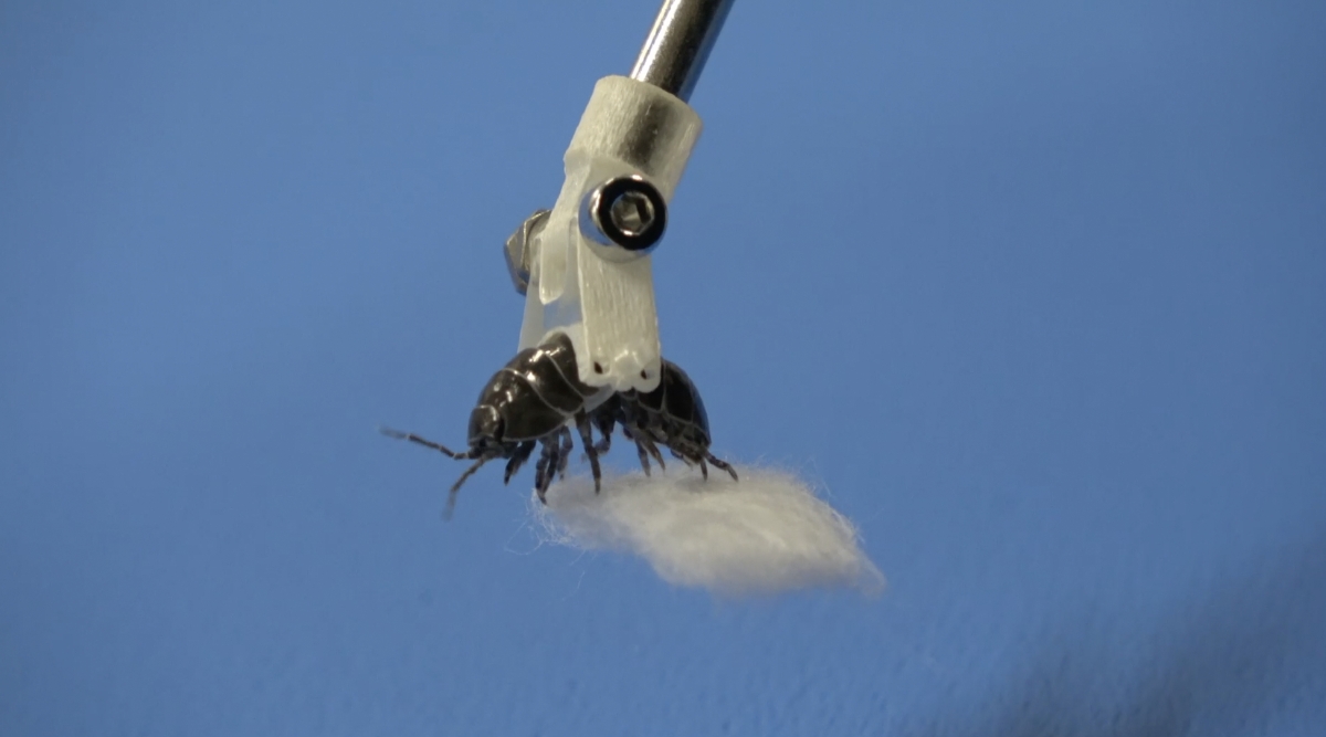 Robot Uses Bugs To Grip - The Tech Tribune